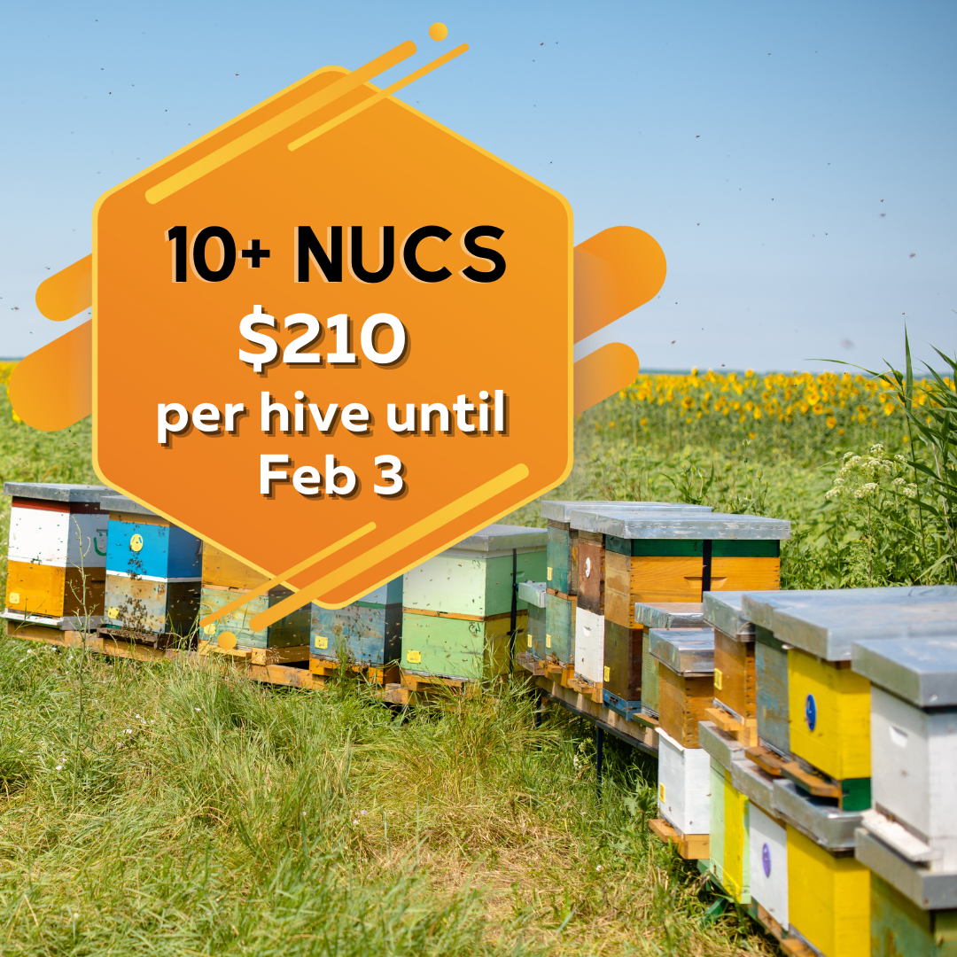 10 or More Nucleus Hives – beegirl.biz